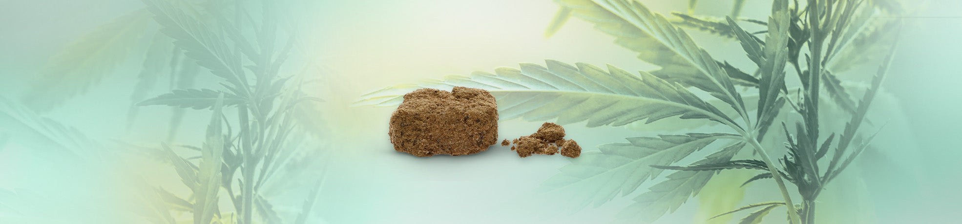 Hasis – We Got Weed